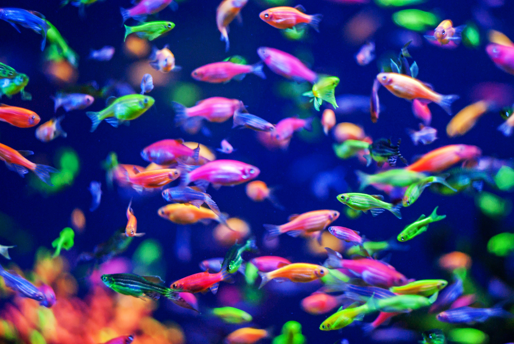 Danio pręgowane zwane GloFish, czyli ryby zmodyfikowane genetycznie ...