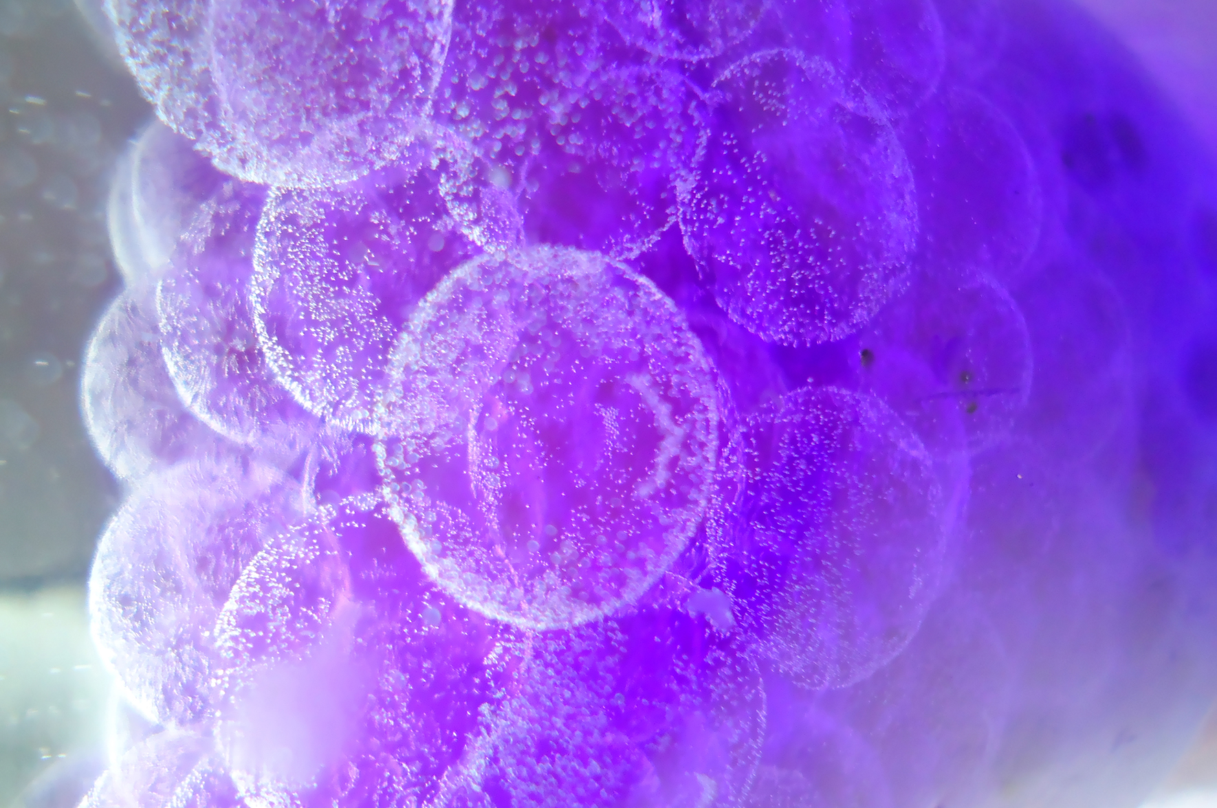 Dźwięk zmienia aktywność genów. Naukowcy odkryli, że fale akustyczne ...