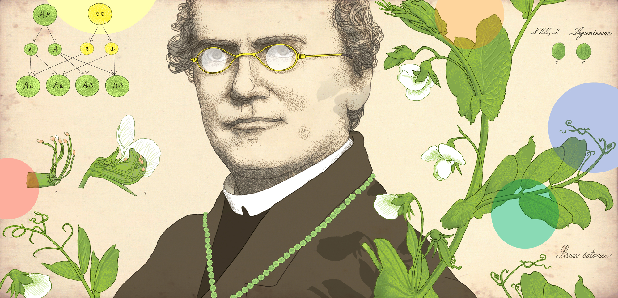 Johann Gregor Mendel. Sylwetka naukowca zajmującego się dziedziczeniem ...