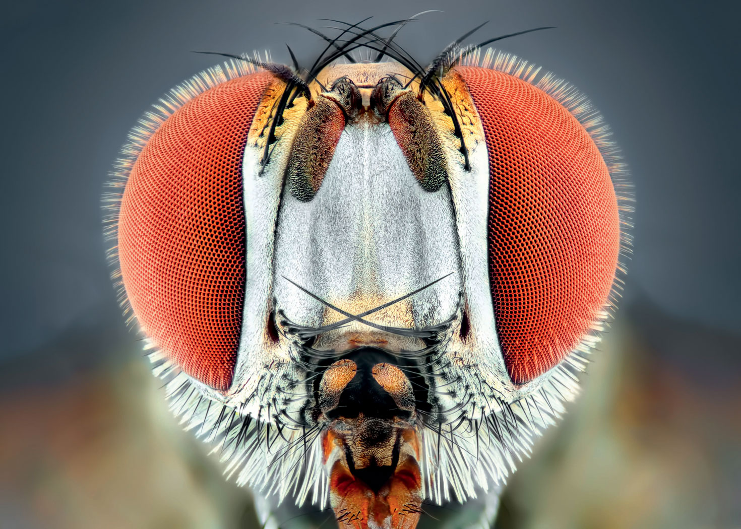 Muchy, muszki i… Które z owadów to naprawdę muchy? Wszystko o muchach ...