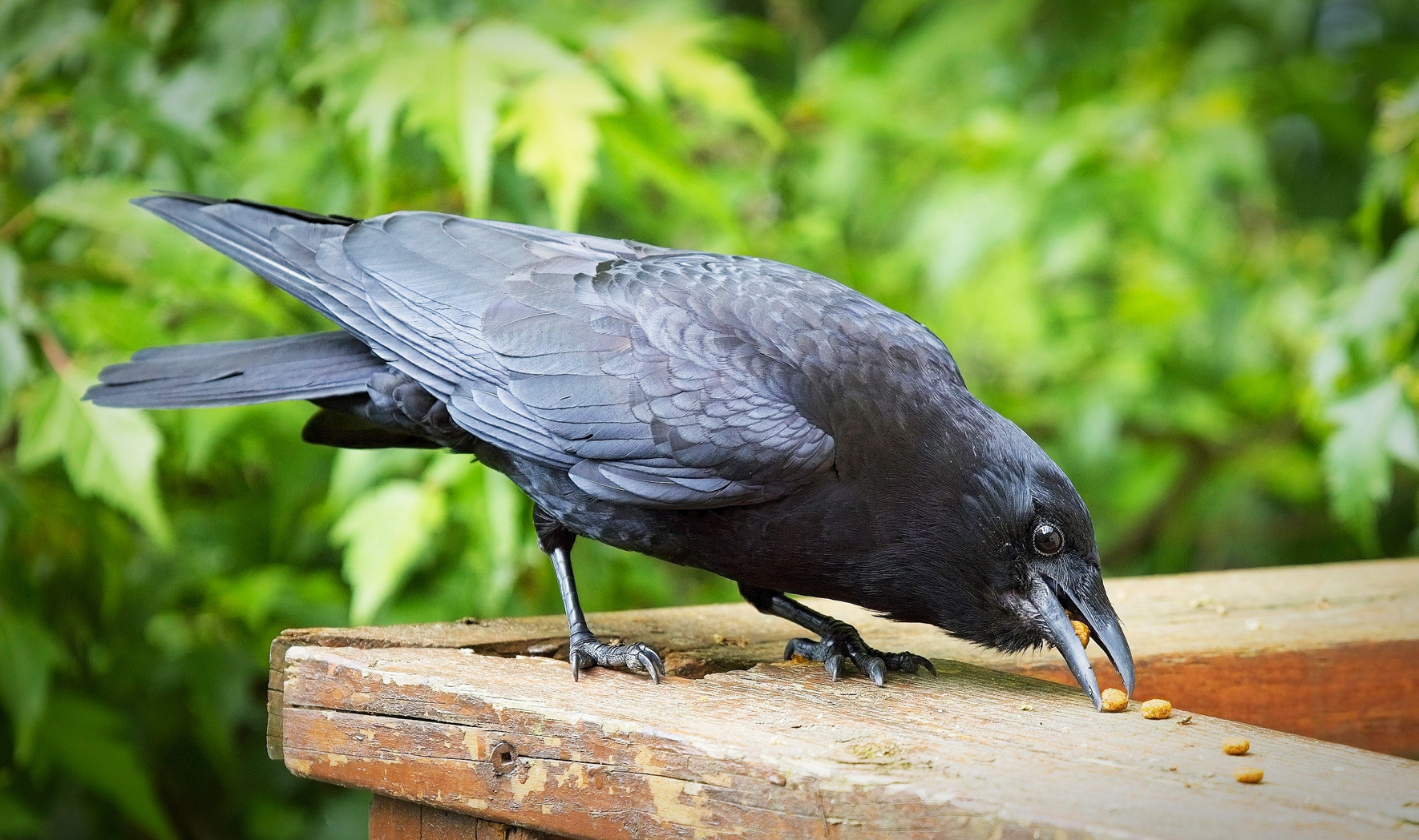 Gapić się jak wrona w kwadrat - Pulsar