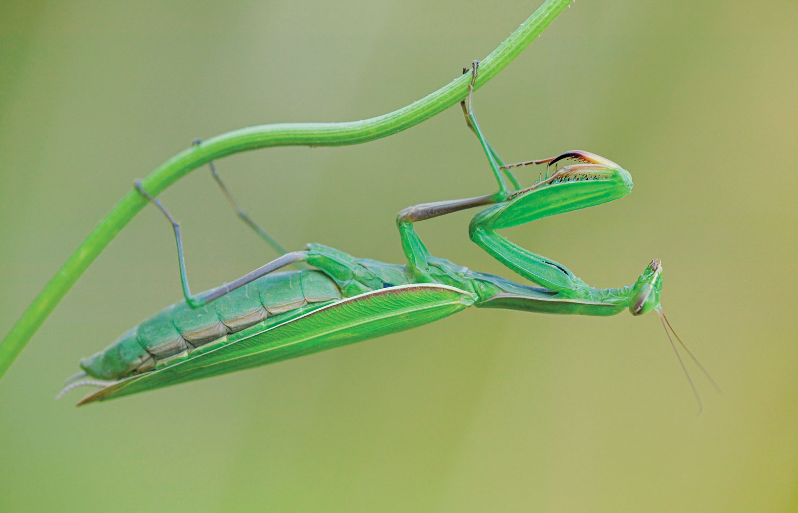 Kanibalizm wśród zwierząt - jakie są tego przyczyny? Zjadanie własnego ...
