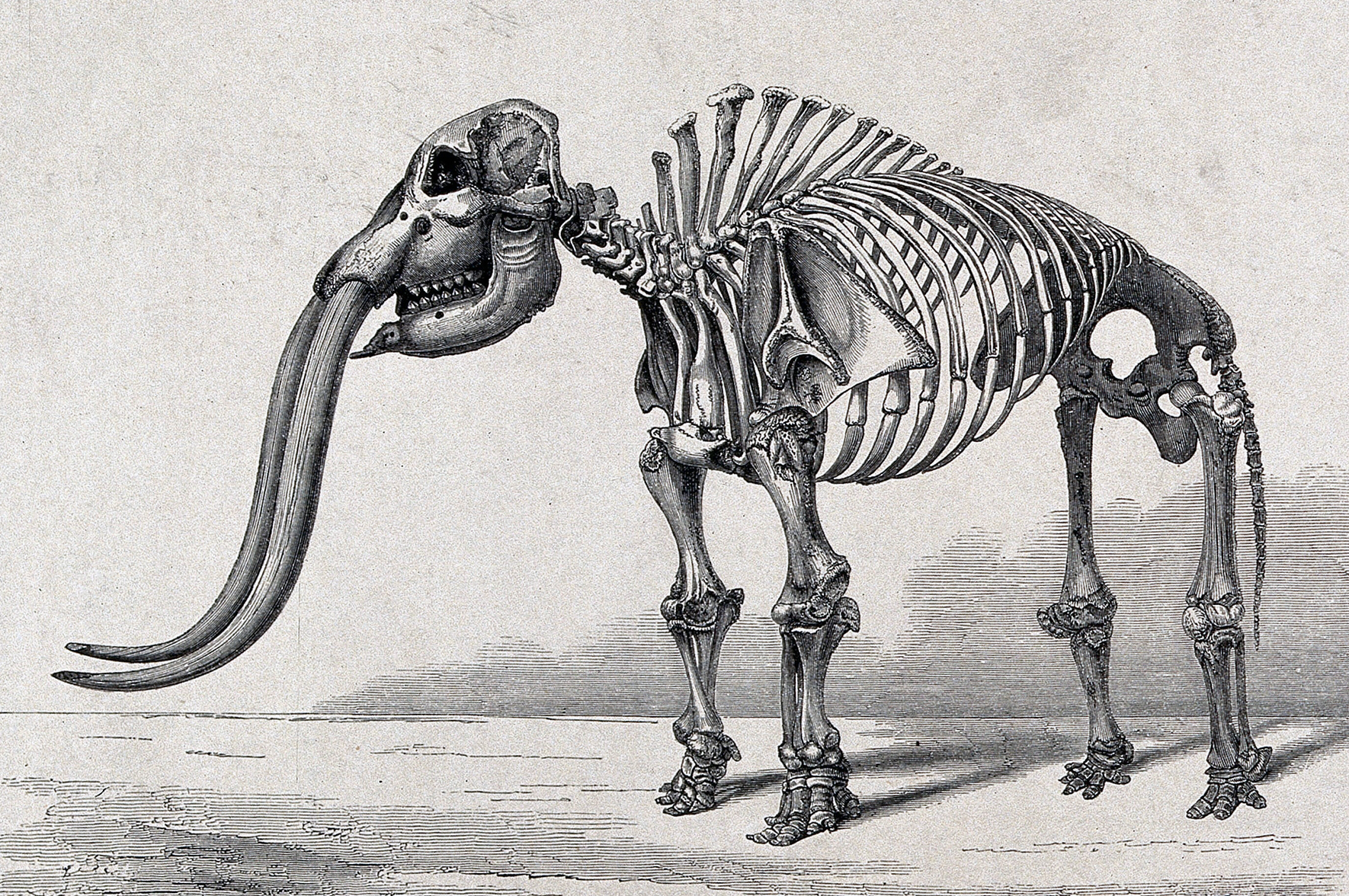 Polowania na megafaunę 11 tys. lat temu były w Ameryce Południowej powszechne. Leniwce ...