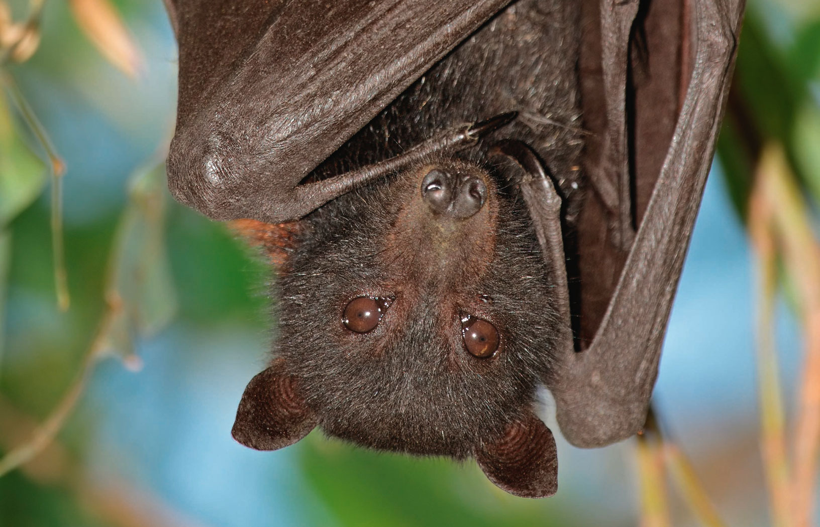 Wojaże nietoperzy. Największe nietoperze zamieszkujące Australię przemierzają tysiące kilometrów ...