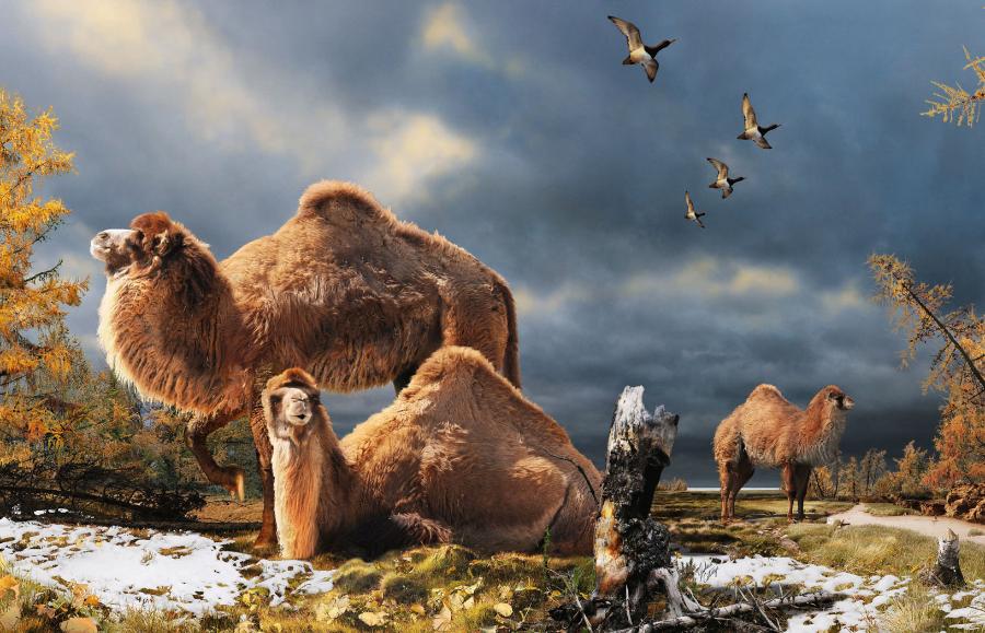 Pustynne zwierzę z Arktyki