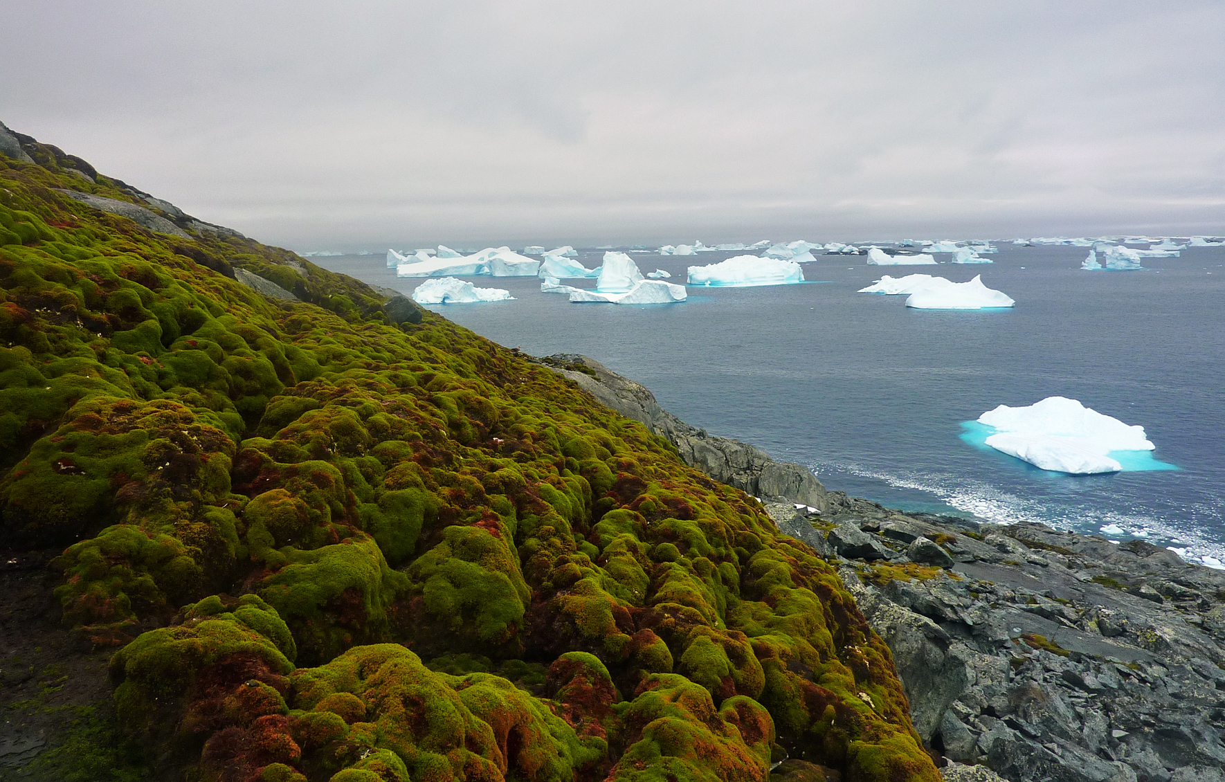 Rośliny zdobyły przyczółek na Antarktydzie. I energicznie sięgają po ...