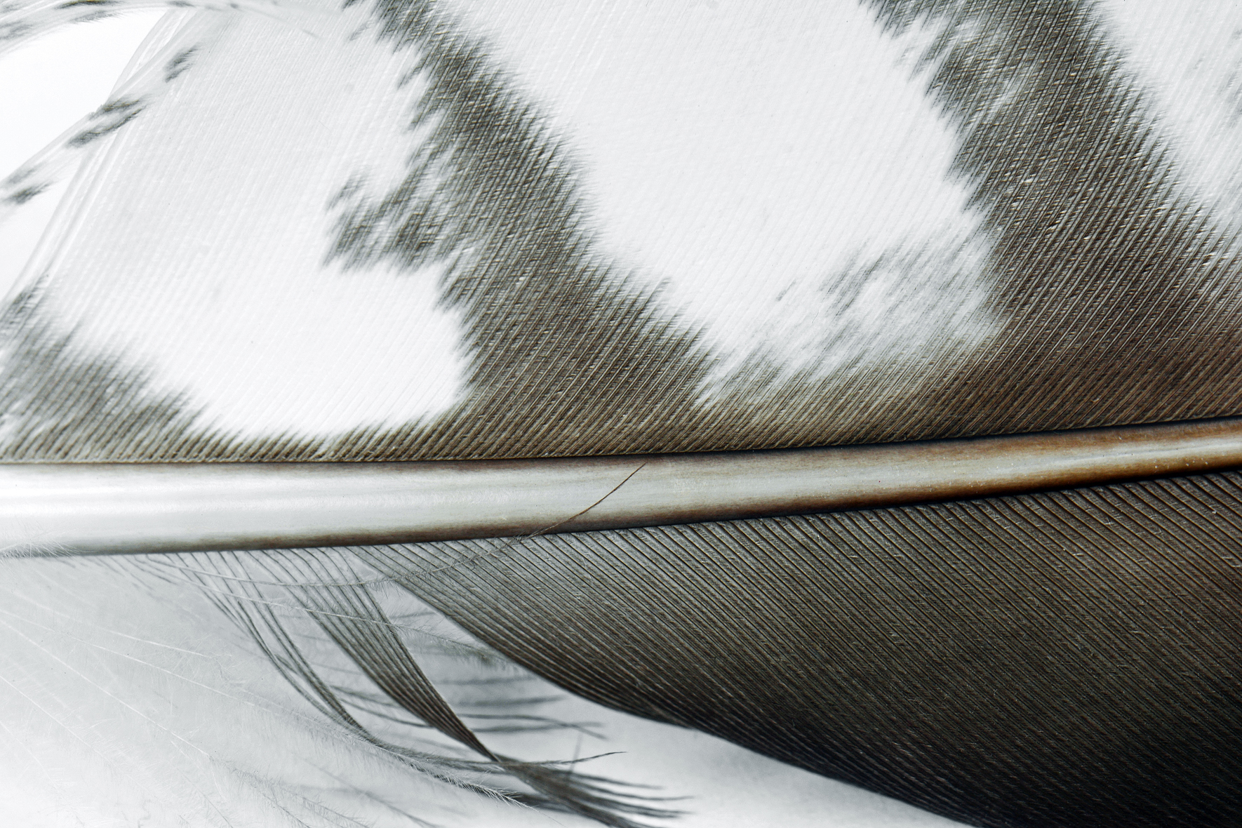 Jędrzej Winiecki. Ptaszenie uczestniczące. Recenzja książki: John Alec Baker, „Sokół”. Autor ...