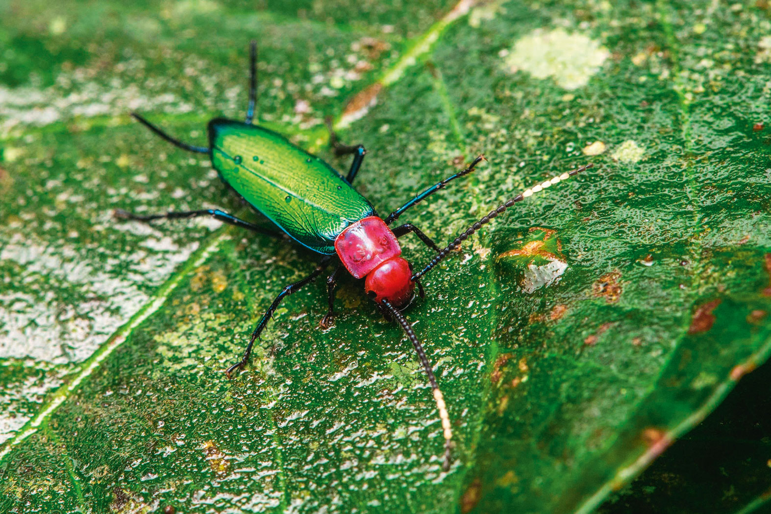 Eusocjalne karaluchy