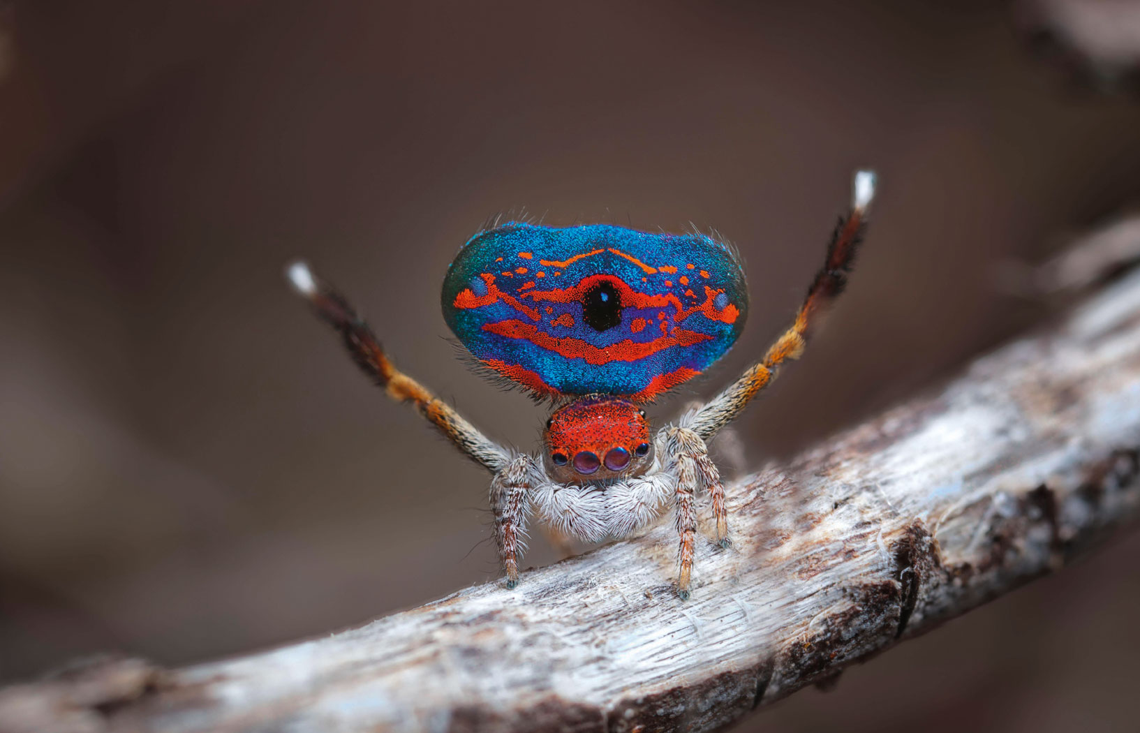 Owady. Zagadki żywych klejnotów, czyli po co owadom jaskrawe kolory ...