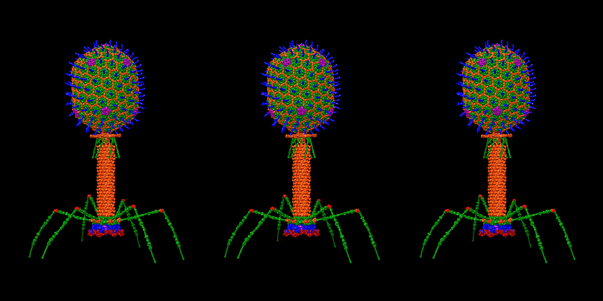Bakteriofagi są pożywne i zdrowe. Bakteriofagi to wirusy atakujące ...