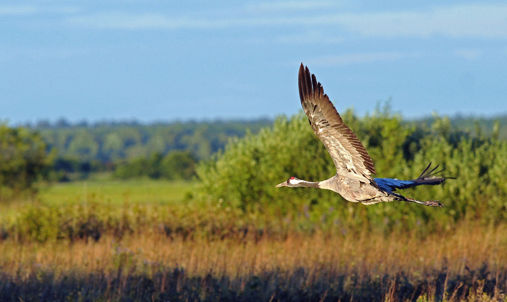 Fanfary znad wielkich bagien
