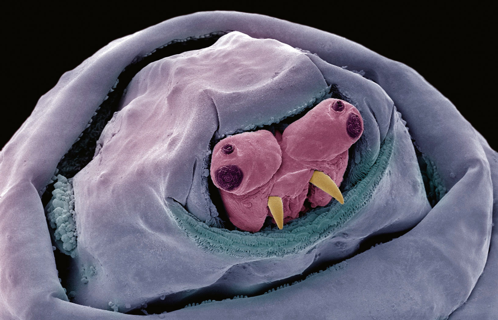 Nimfy, poczwarki i „hormon młodociany”