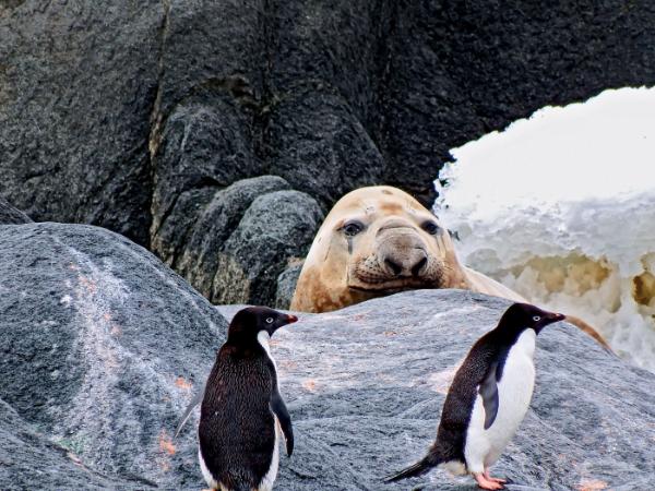 Antarktyda się rozpuszcza | Zostawione na lodzie, czyli reportaż na ...