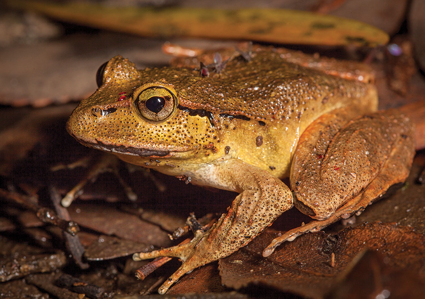 Jak żaby chronią skrzek przed wyschnięciem?