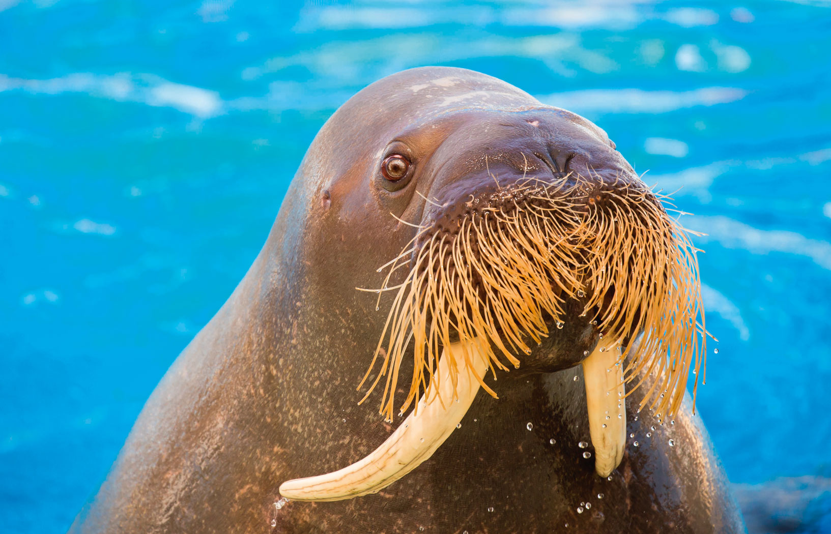 Jak 900 lat temu grenlandzkie morsy trafiły do Kijowa