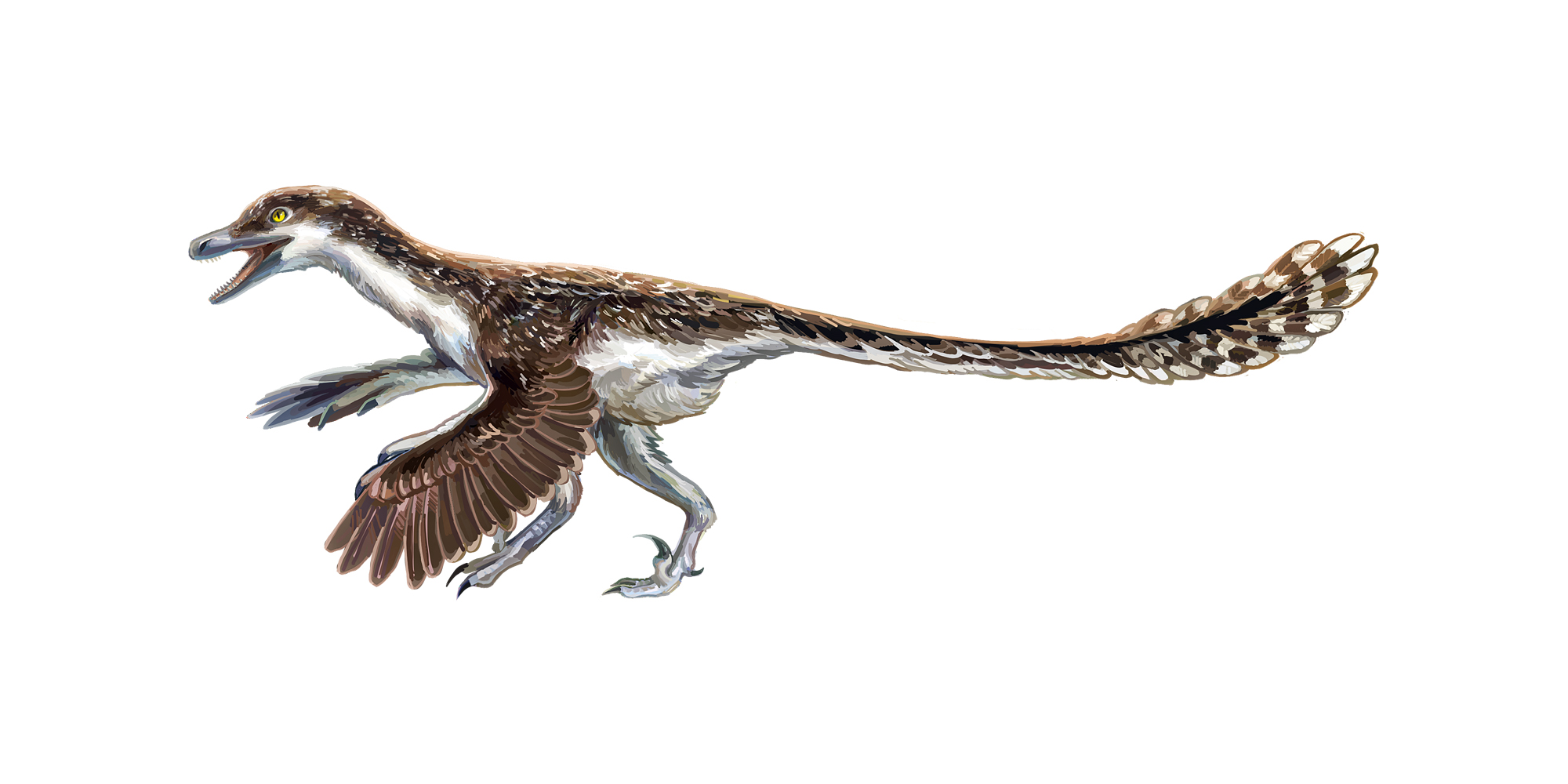 Dlaczego ptaki latają? Jak wyglądała ewolucja ptaków i co wspólnego ...