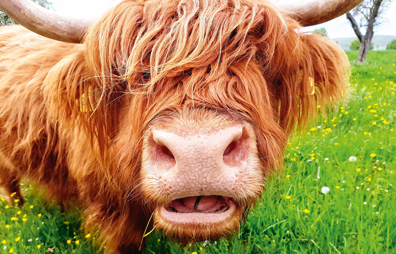 Krowy: krótki przegląd ras