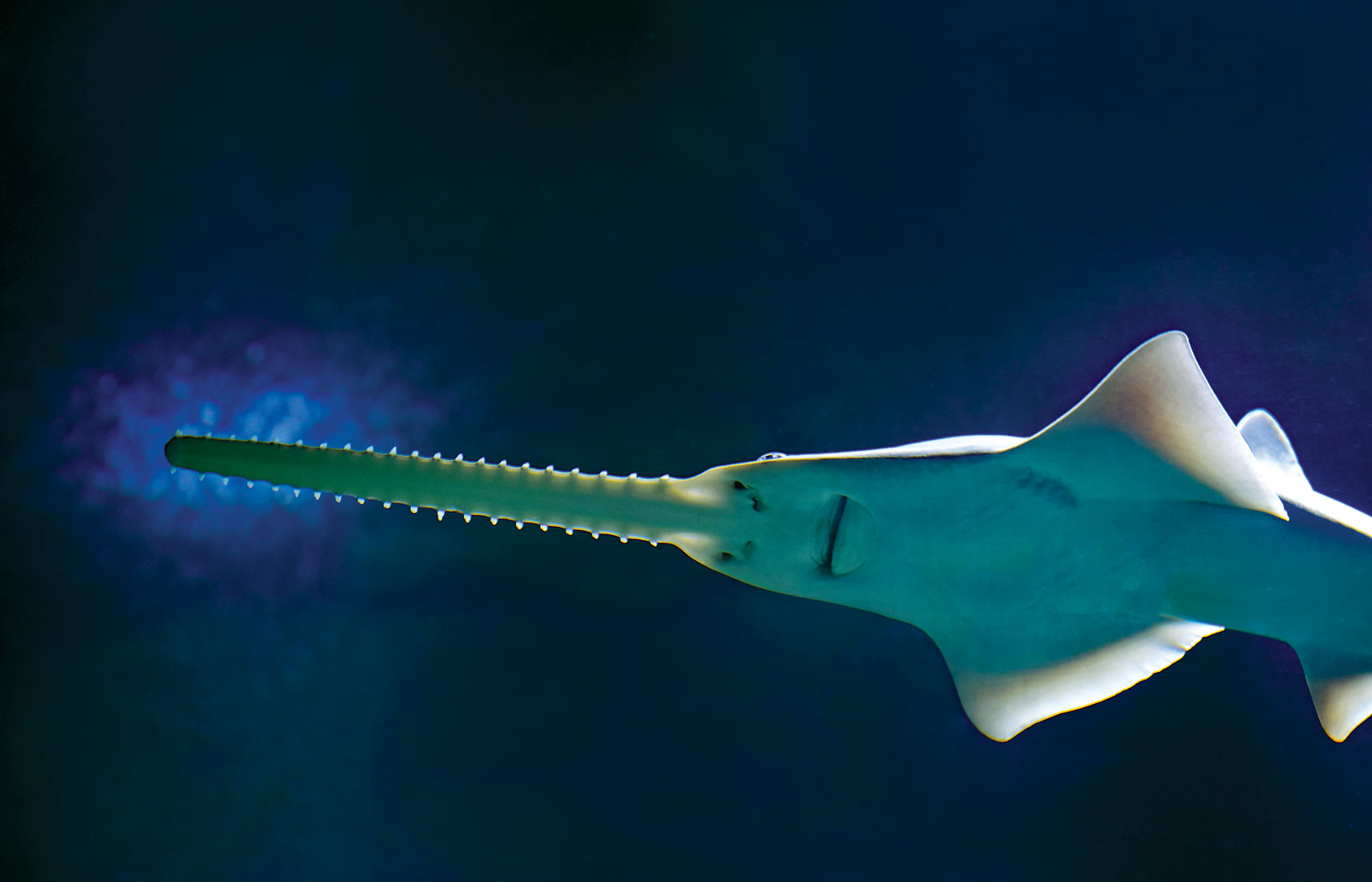 Ewolucja. Ryby piły ukazują, jak mogła wyglądać wczesna ewolucja zębów ...