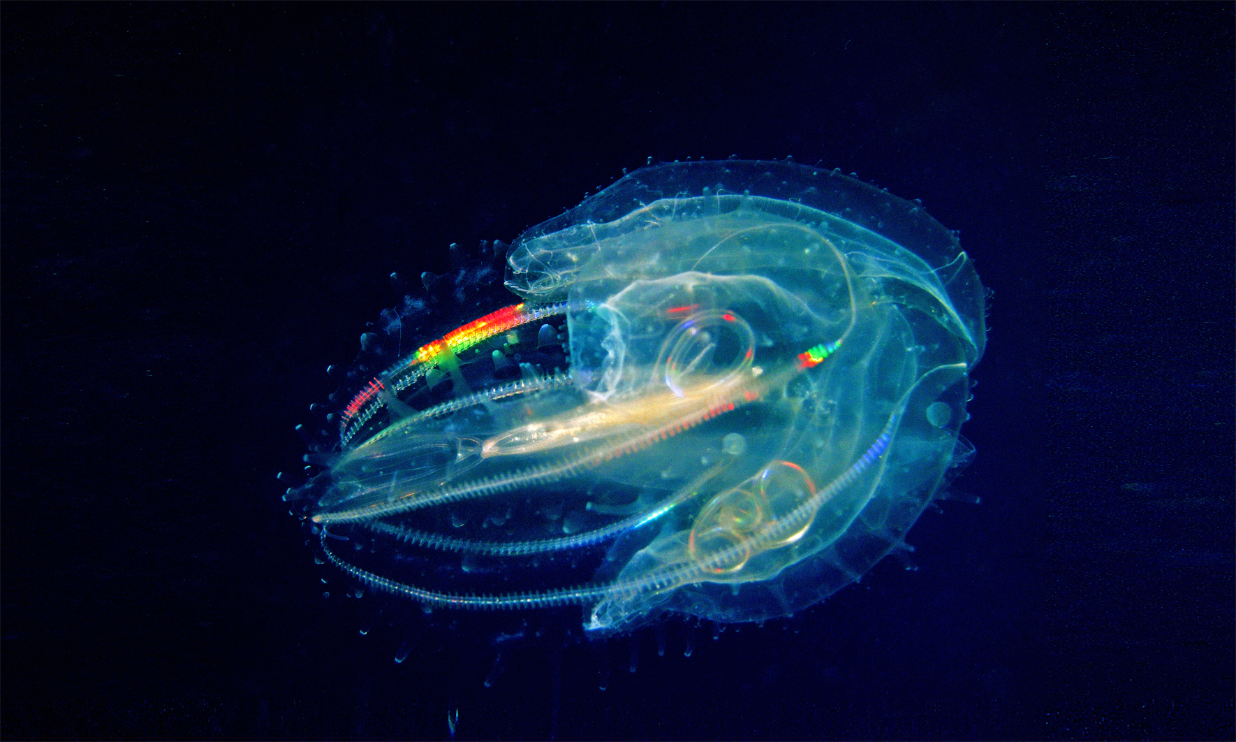 Biologia. Żebropławy byłyby jak inne zwierzęta, gdyby nie neurony ...